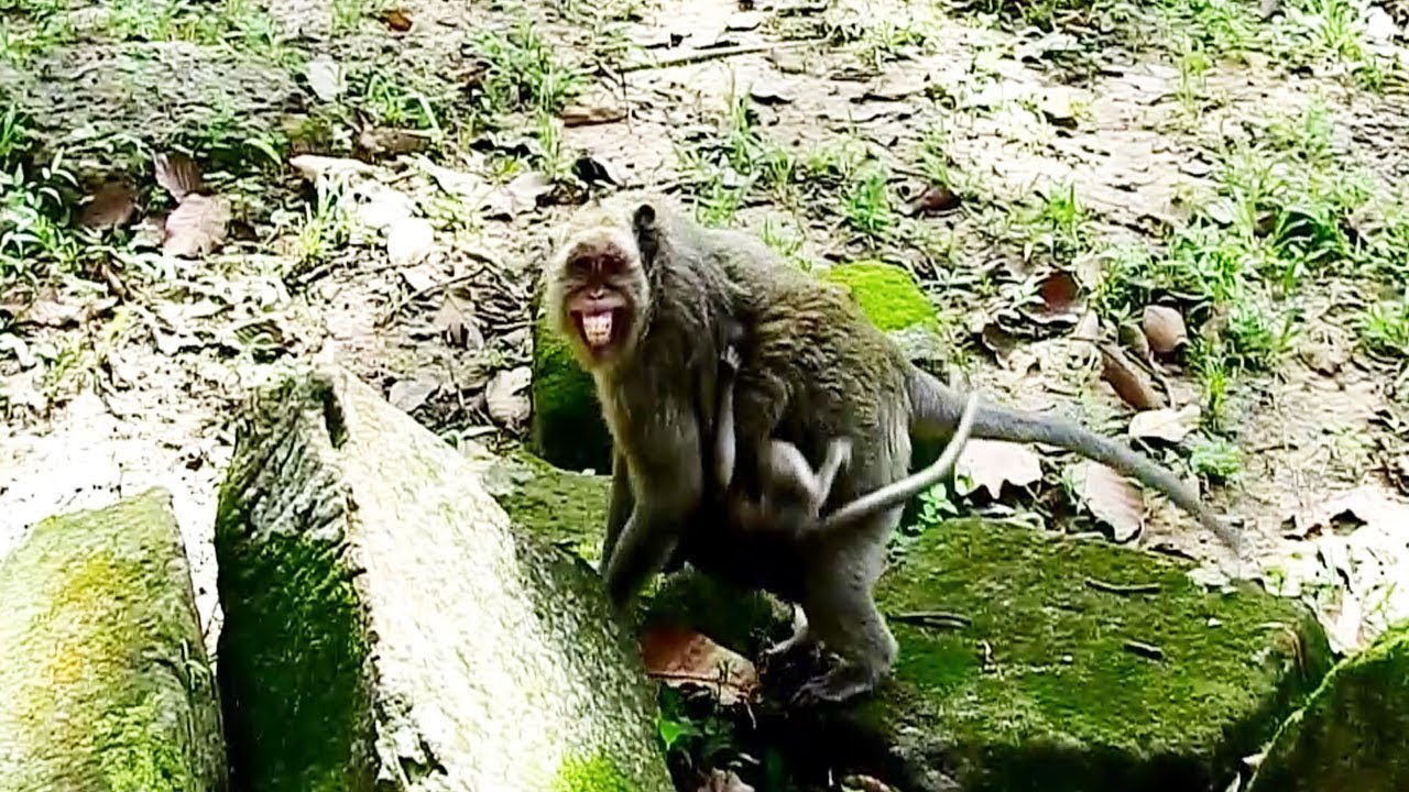 She runs scare Jill warning baby Polly, Popeye scare monkey cronyism ...