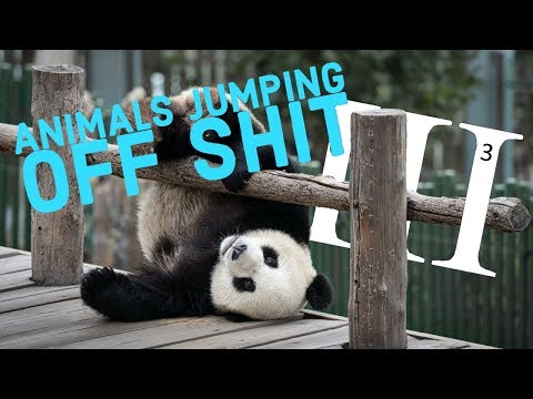 Animals Jumping Off Shit With Piano Man On 3