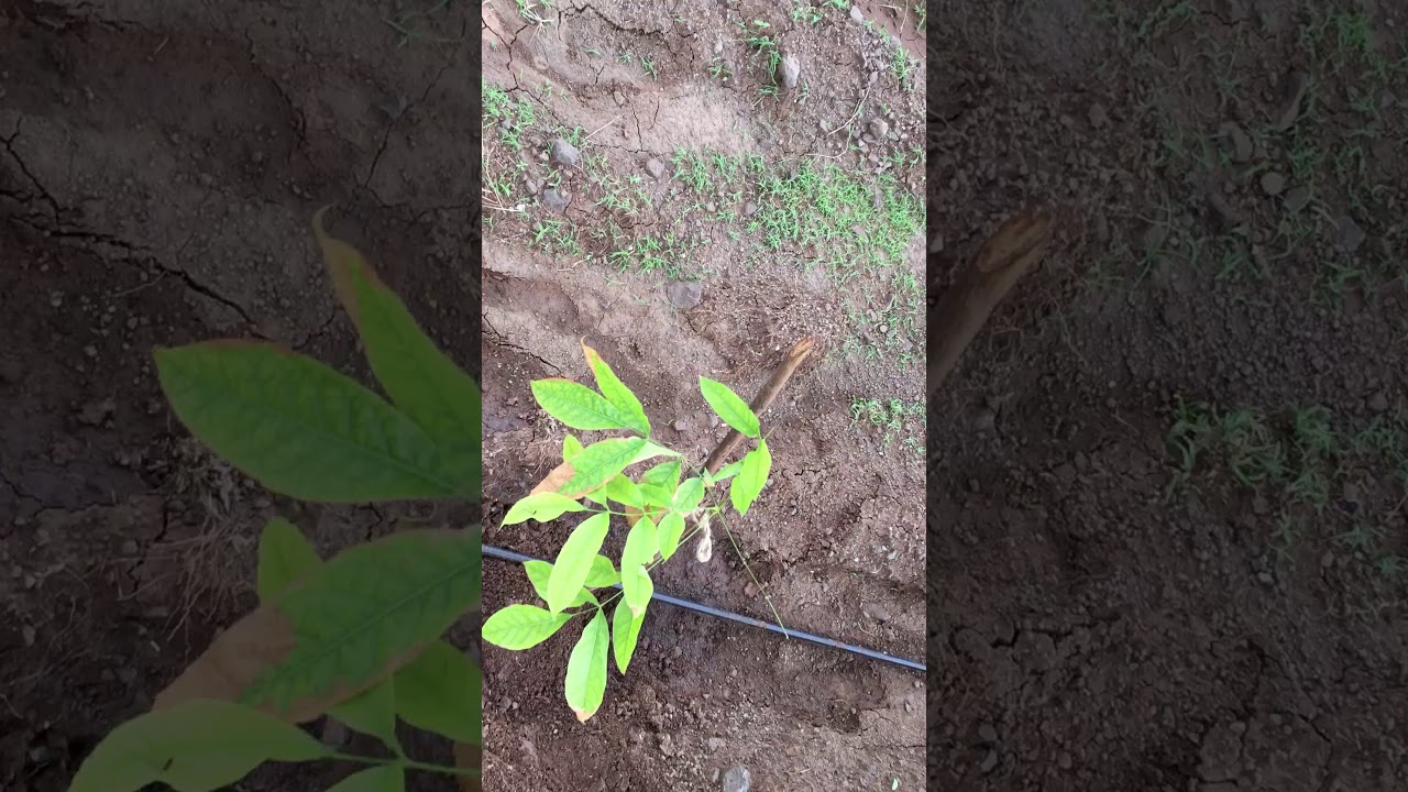 Mahogany Tree Plantation महोगणी - YouTube