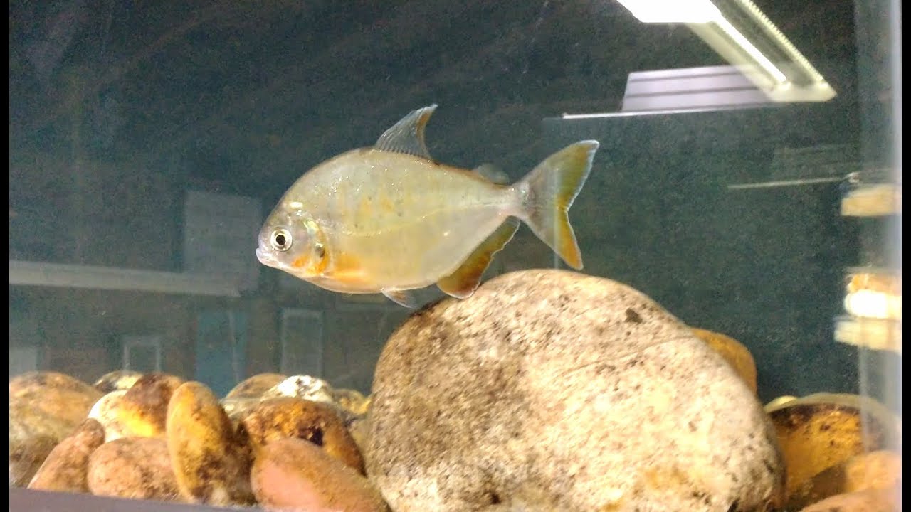 Rare, But Awesome Piranha Fish Species Profile "Pygopristis Denticulata ...