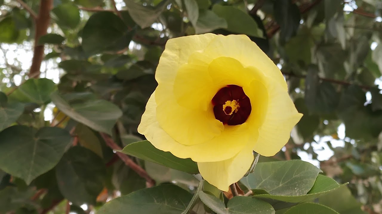 එන්න යාළුවනේ ලස්සනම ලස්සන මල් බලන්න 🌺🌺Come, friends, see the most ...