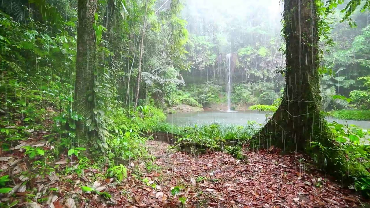 Light Rain in tropical forest. Rain audio relax. 10 hours - YouTube