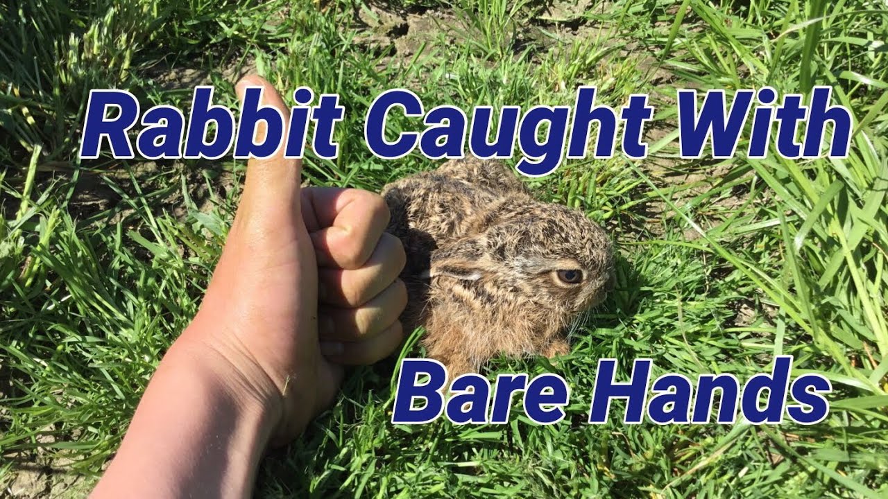 Rabbit Caught With Bare Hands!! - YouTube