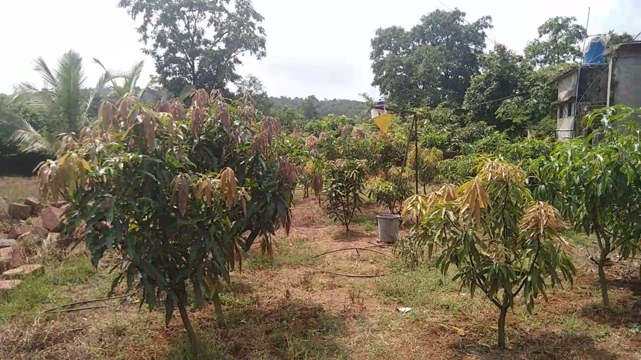 2 years old Super high density mango plantation - YouTube