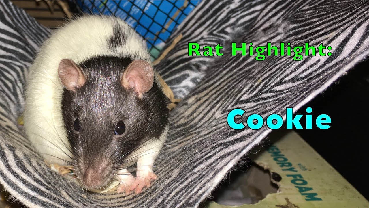 Rat Highlight - Cookie - YouTube