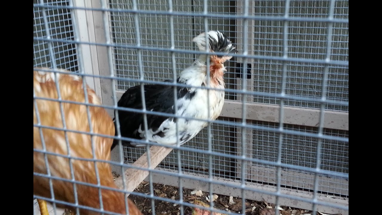 FL to Oregon Trip #9 - Chickens & Portland Pretty! - YouTube