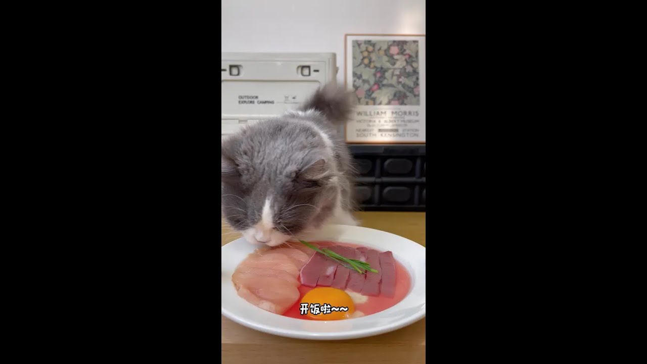 cat eat meatslices 🥩🥚🍳|cat eating sliced meat 🐓| ASMR cat mukbang #cat ...