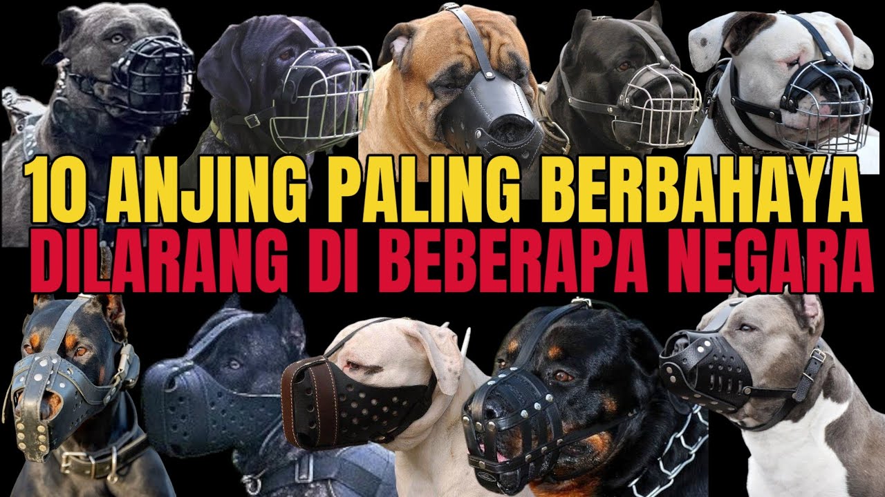 10 ANJING PALING BERBAHAYA DILARANG DI BEBERAPA NEGARA - YouTube