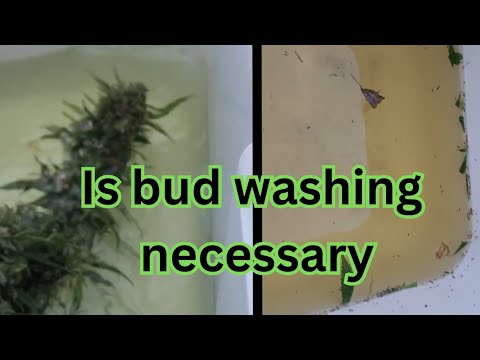 (APHIDS) Is bud washing necessary? And how to do it. - YouTube