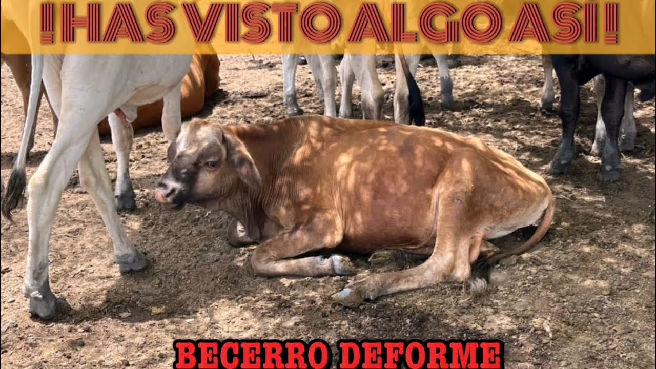 Este extraño becerro nació en mi rancho - YouTube