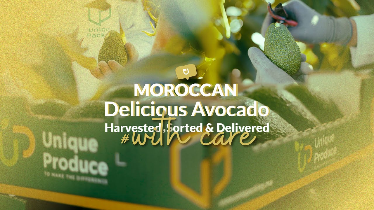 Moroccan Delicious Avocado harvested, sorted & delivered with care ...