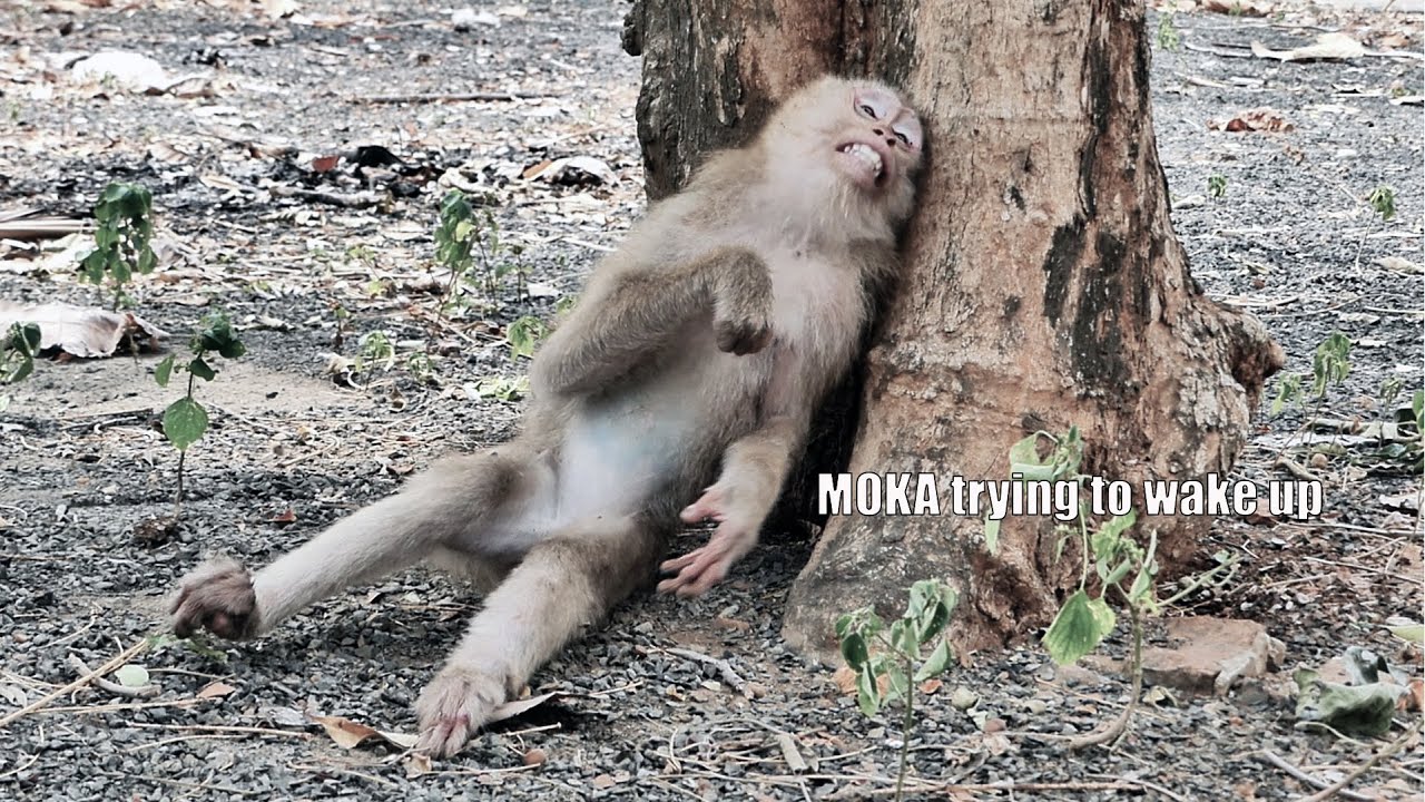 Update... MOKA Monkey's new video, MOKA trying to wake up while ...