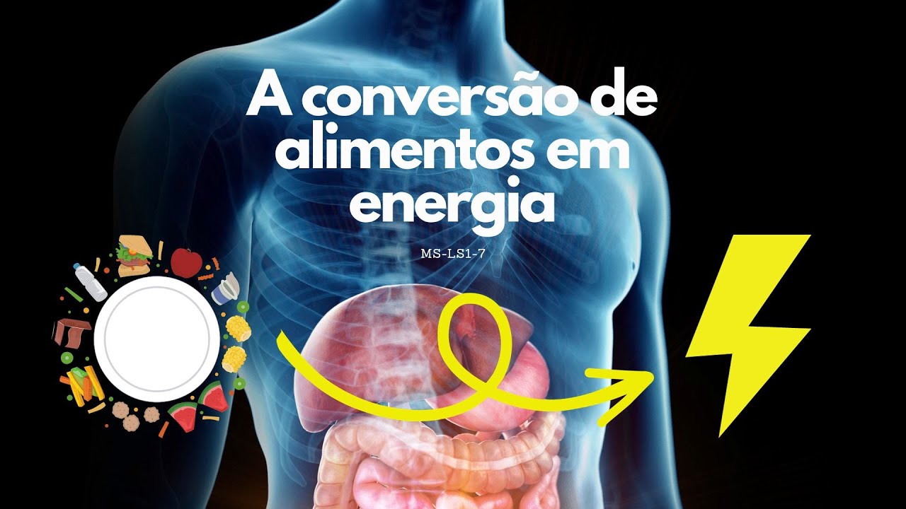 A conversão de alimentos em energia - YouTube