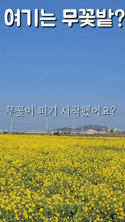 여기는 무꽃밭 제주는 벌써 무꽃이 피었어요 제주무꽃밭 제주유채꽃밭 제주유채꽃 제주여행 Youtube