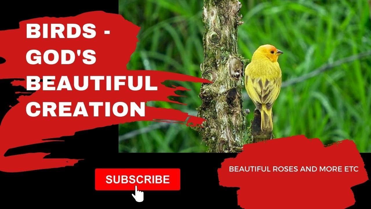 Birds - God's Beautiful Creation - YouTube