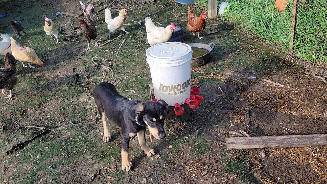 Let's talk chickens! - YouTube