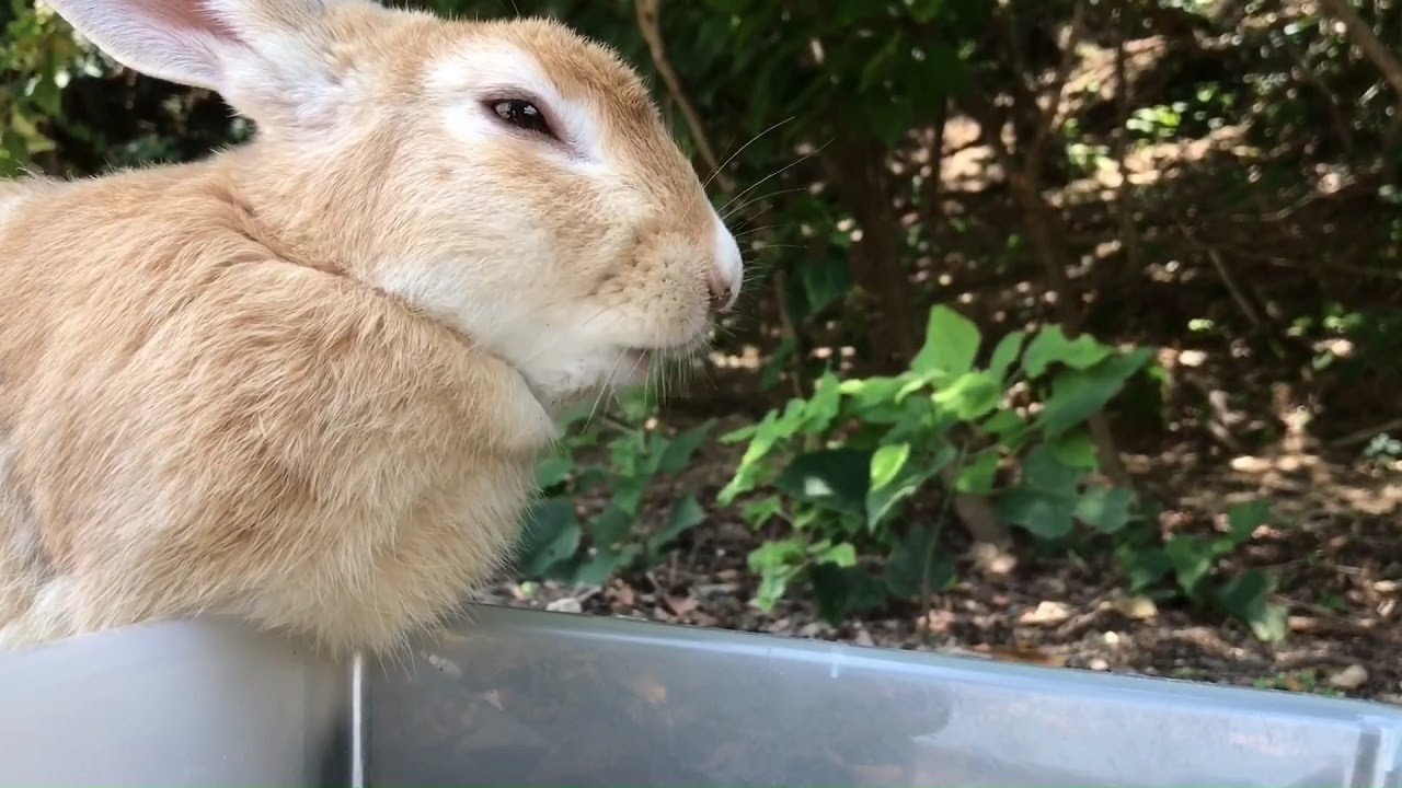 Rabbit eating while squinting - YouTube