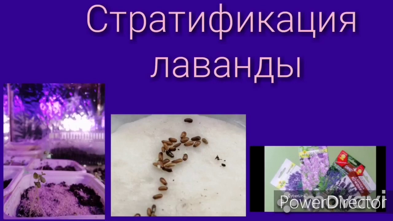Стратификация лаванды. Разные способы стратификации семян лаванды - YouTube