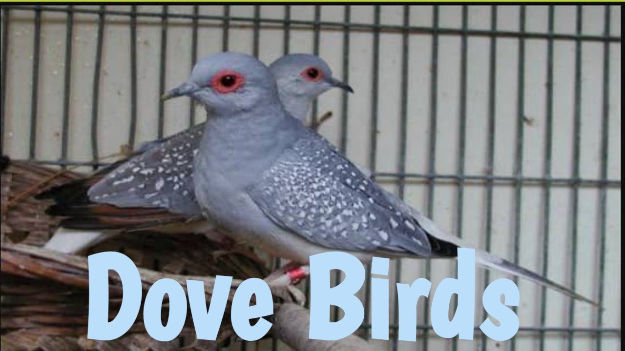 Diamond Dove Bird | Wildlife | diamond - YouTube
