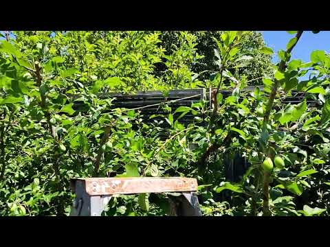 How To Net Large Fruit Trees
