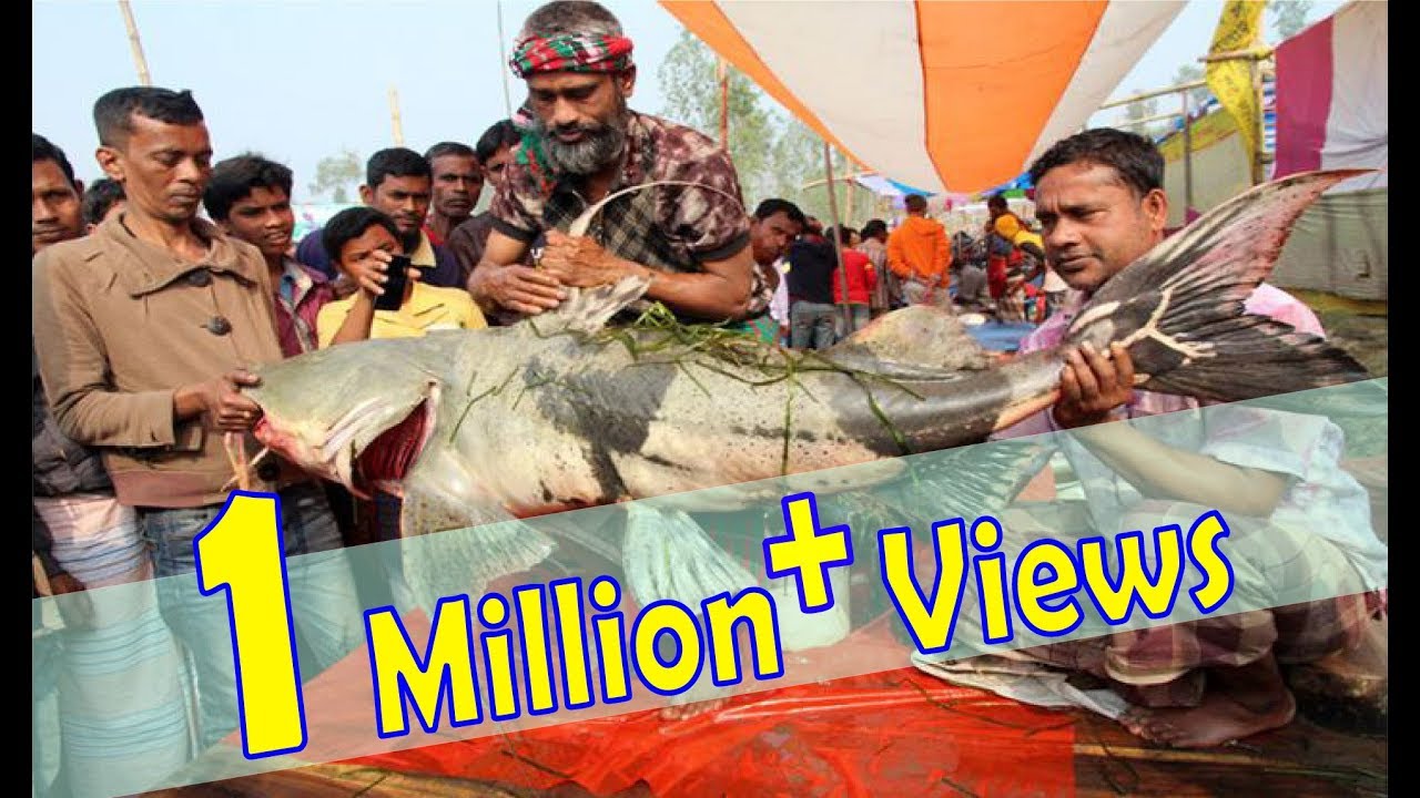 লাখ টাকার বাঘাআইড়! Fish Fair - YouTube