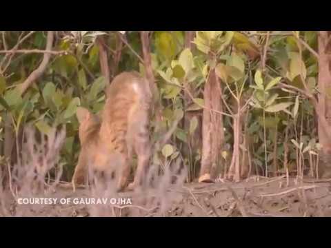 Swamp Cat: The King of the Swamp - YouTube