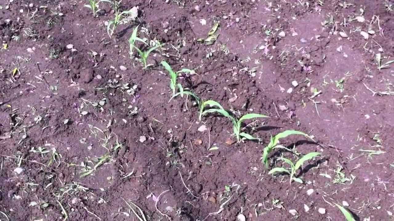 How to Thin Out and Replant Corn - YouTube