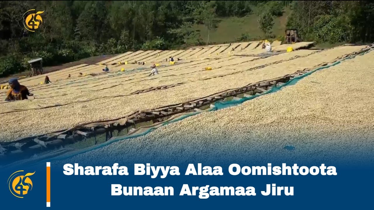 Sharafa Biyya Alaa Oomishtoota Bunaan Argamaa Jiru - YouTube