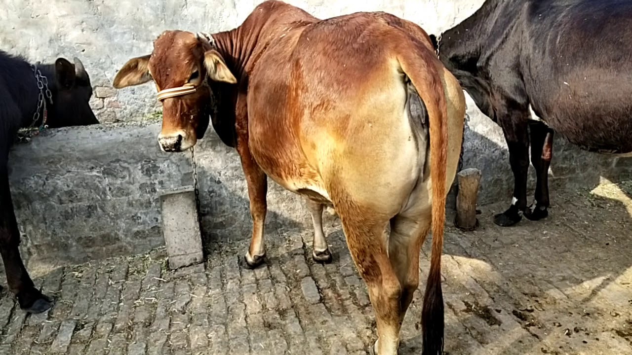 SAHIWAL PURE HAIFER 6MONTH PREG. - YouTube