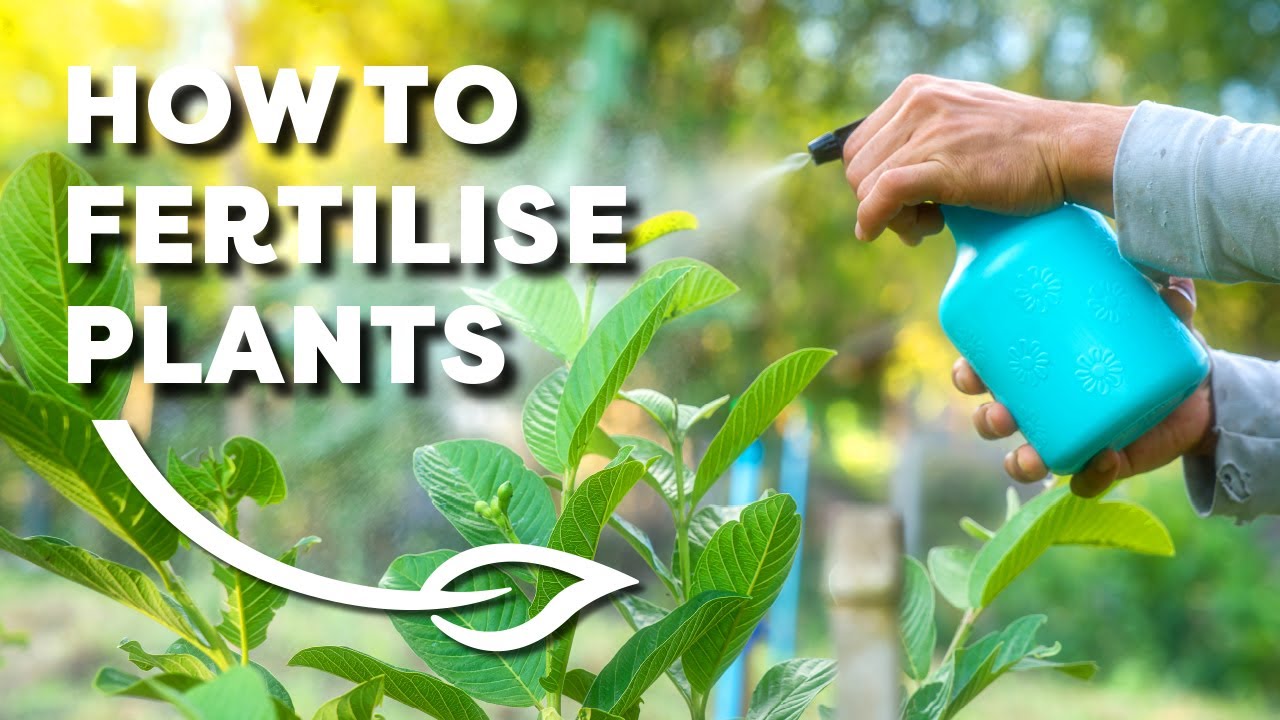 How to Fertilise Plants - YouTube