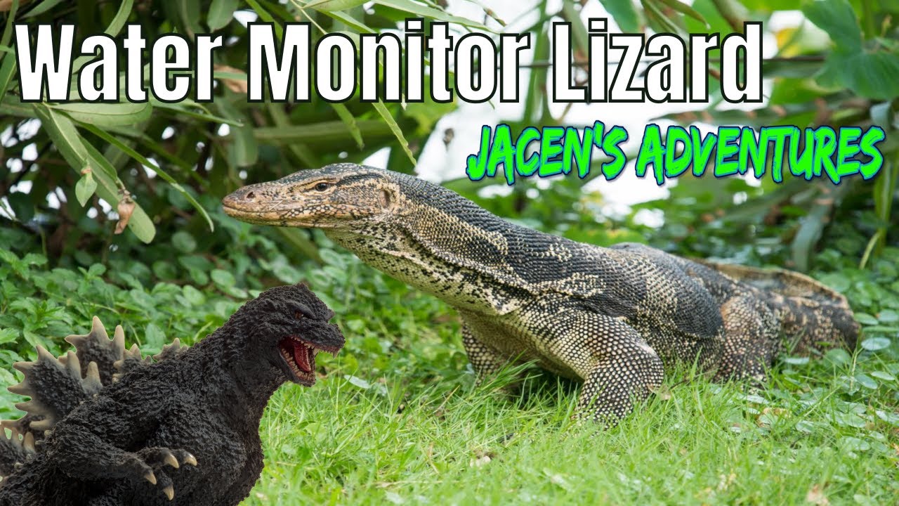 Water Monitor Lizard Encounter at Rama IX Park (Godzilla!) - YouTube
