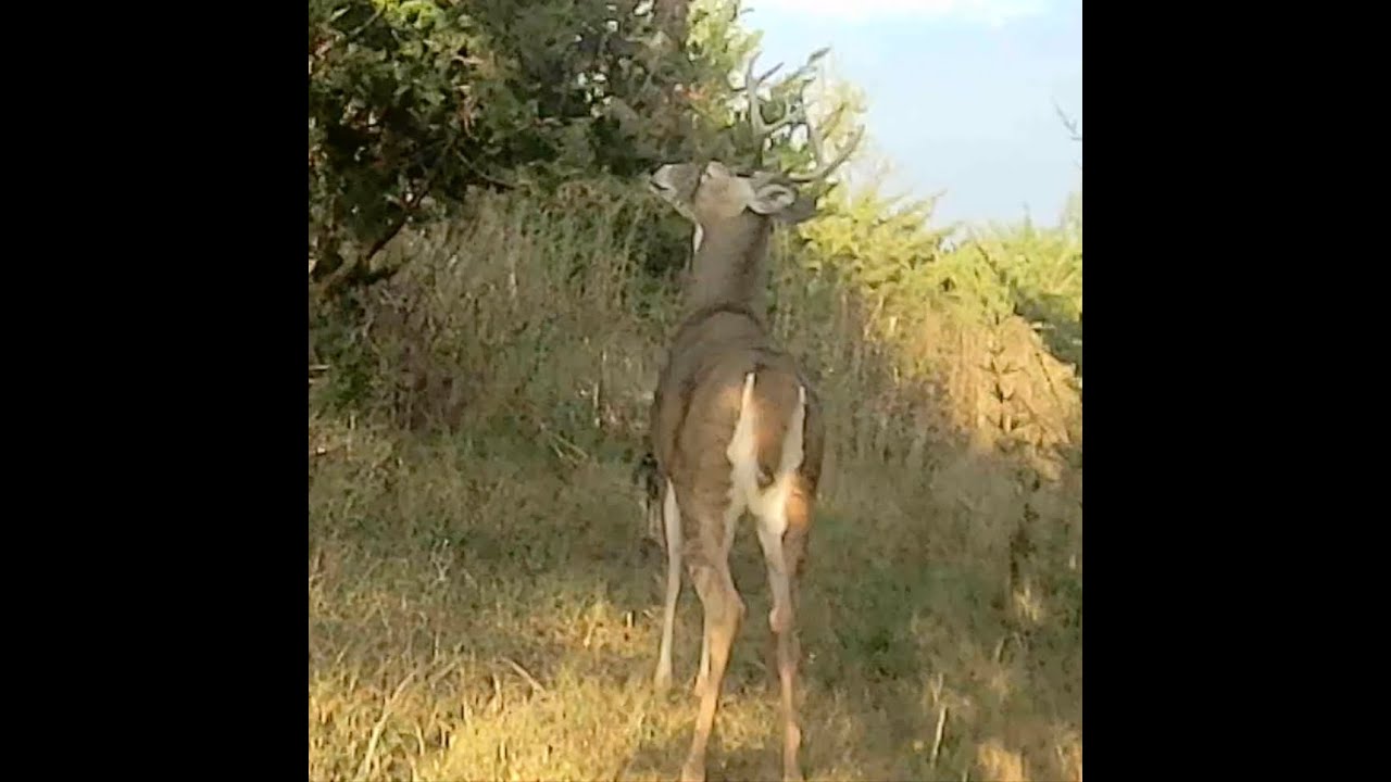 Buck leaves scent, scrapes ground - YouTube
