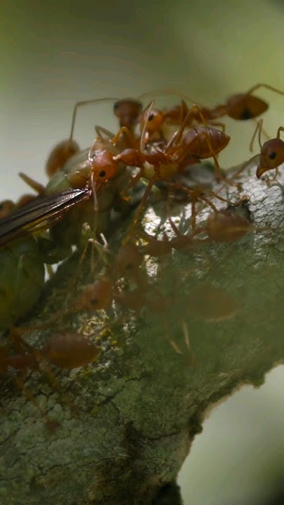 La INCREÍBLE batalla de las HORMIGAS TEJEDORAS #viral #insectos #ants - YouTube