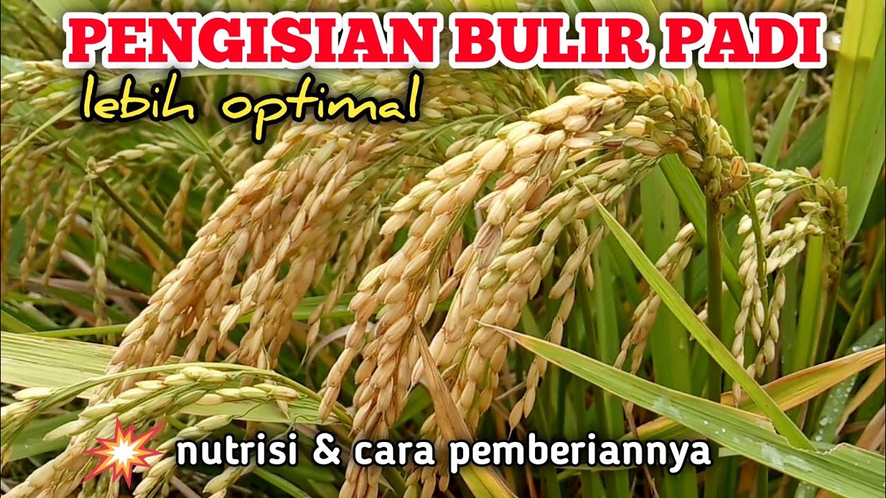 CARA MEMAKSIMALKAN PENGISIAN BULIR PADI - YouTube