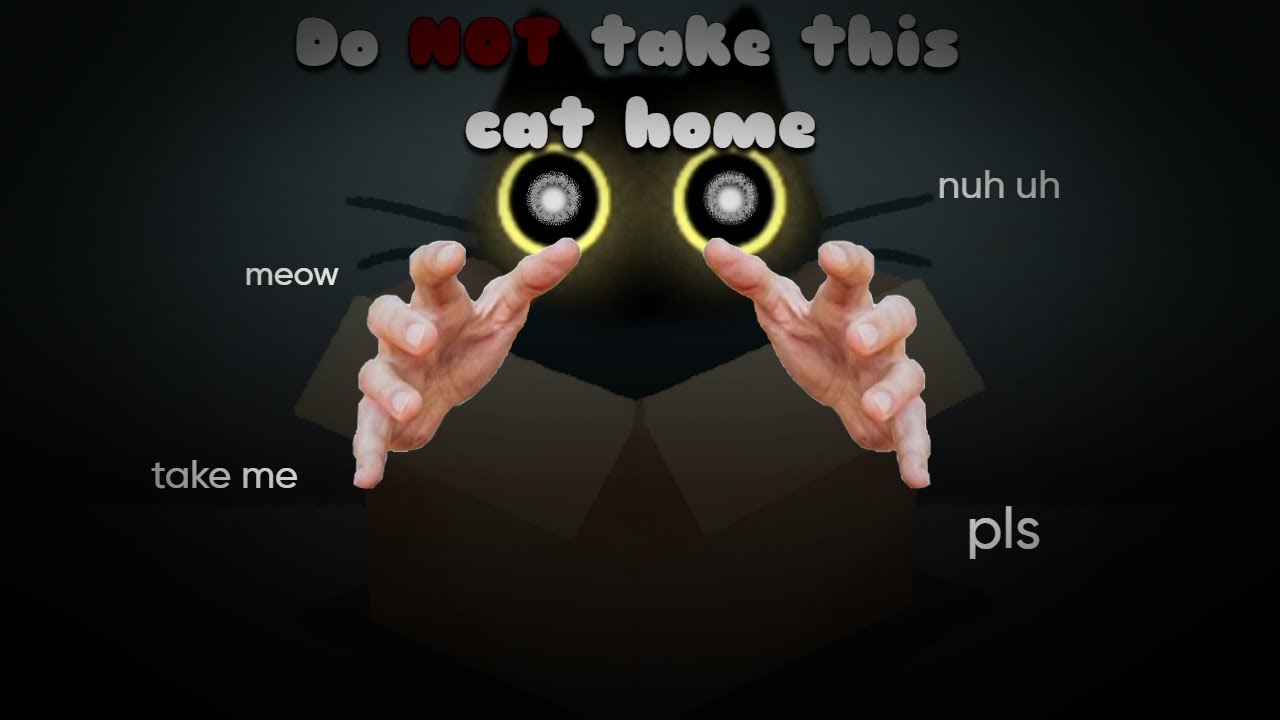 I took it home... | Do NOT take this cat home PART 1 - YouTube