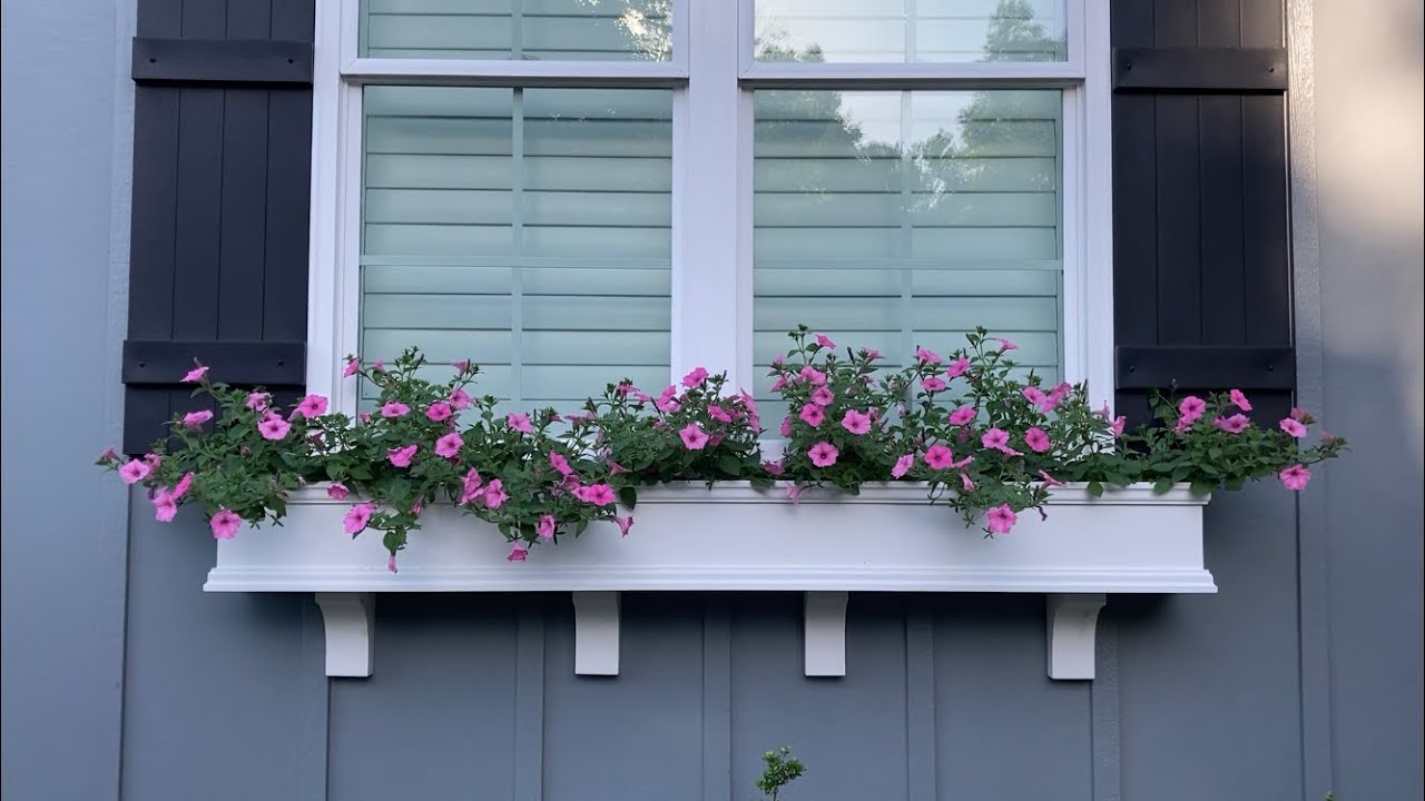 Supertunia Vista Window Boxes Week 2 Update - YouTube