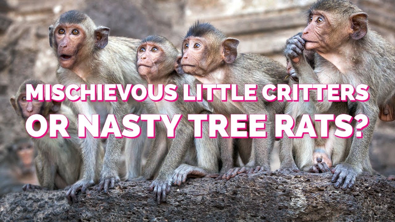 Macaques: Mischievous Little Critters or Nasty Tree Rats? - YouTube