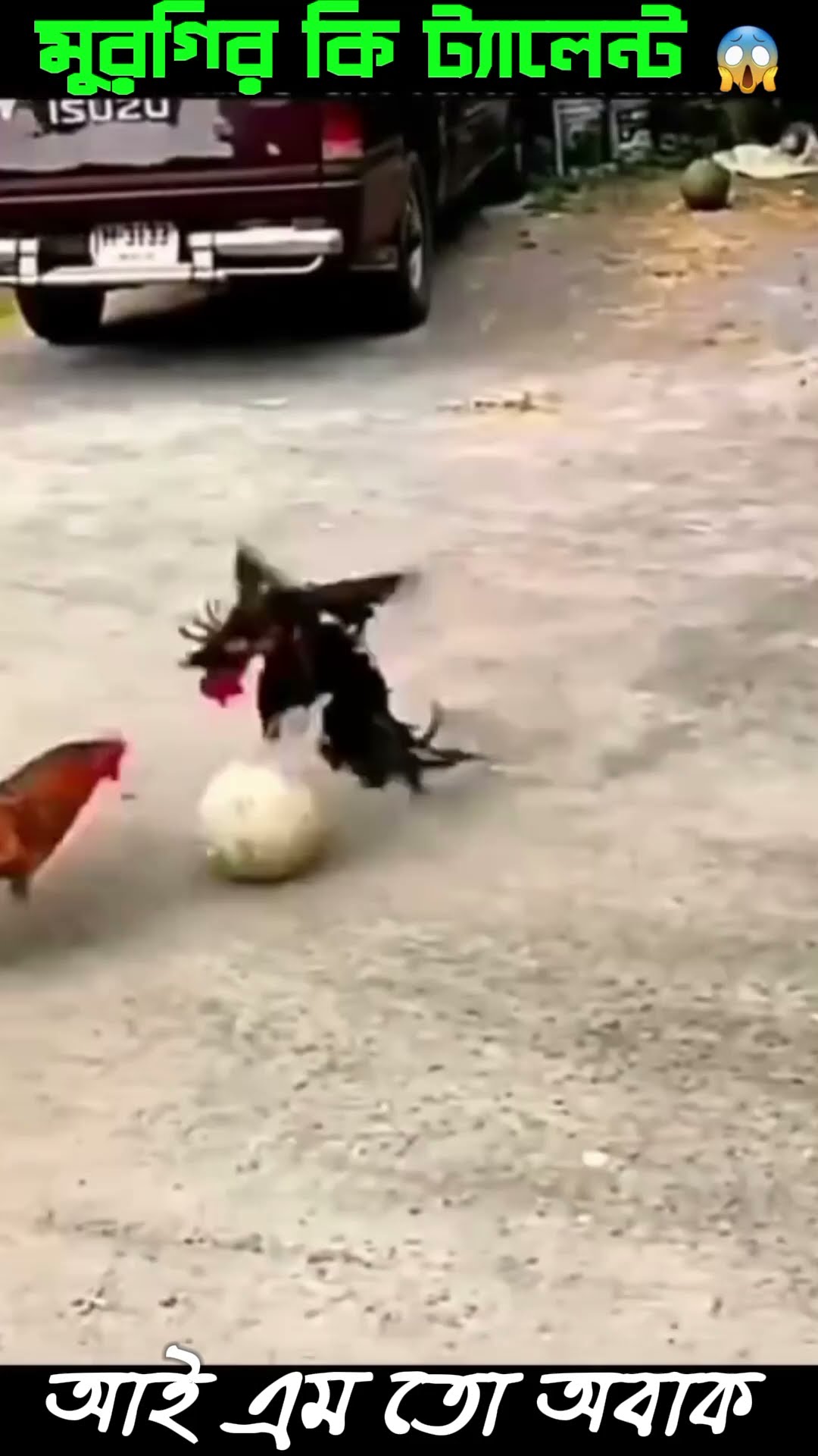 মুরগীর কি ট্যালেন্ট 😱😱😱🙆‍♀️🙆‍♀️🙆‍♀️ আই এম ত - YouTube