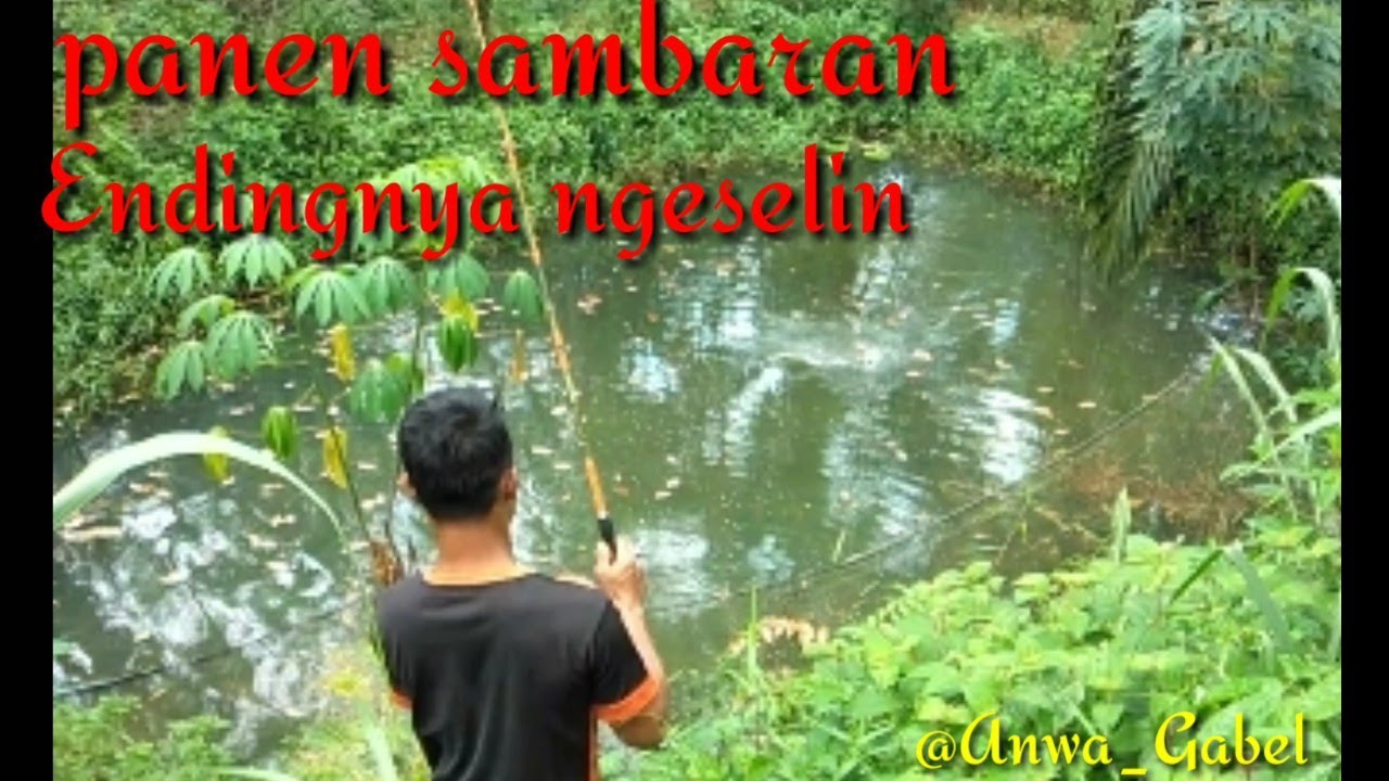 Mancing ikan toman, Sambaran nya mantab bosku, Ending nya bikin ...