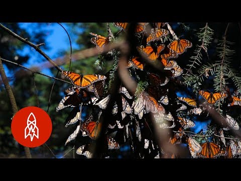Monarchs by the Millions: Welcome to Butterfly Forest