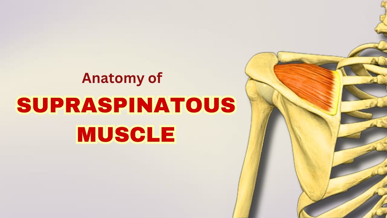 Supraspinatus Muscle Anatomy | Muscle of Scapular Region | Doctor ...