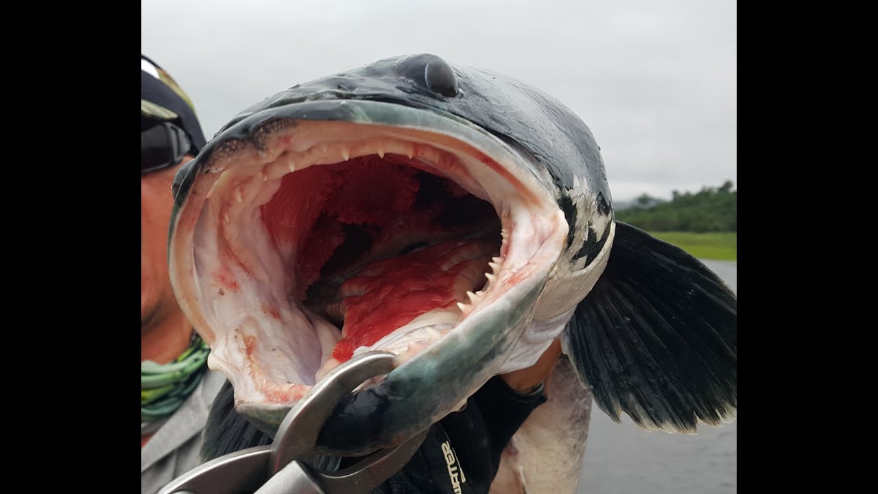 Snakehead Fish Monster Captured Razor Sharp Teeth Thailand- BKKGUY ...
