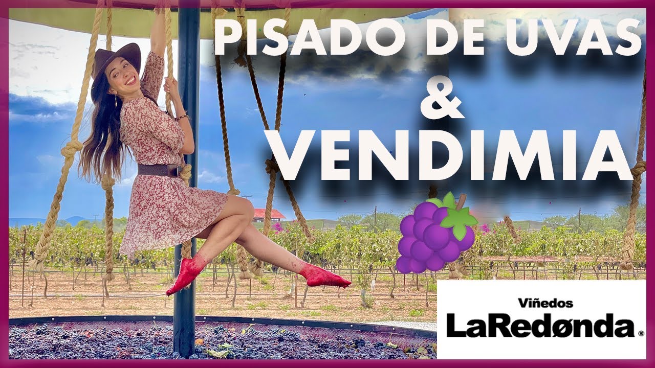 Vendimia y Pisado de Uvas 🍇 / Ale Toledano - YouTube