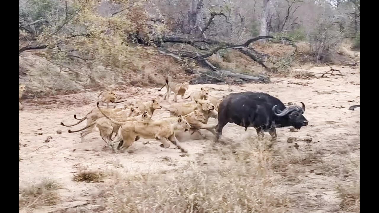 LIONS vs BUFFALO & Two LEOPARD Cubs. - YouTube