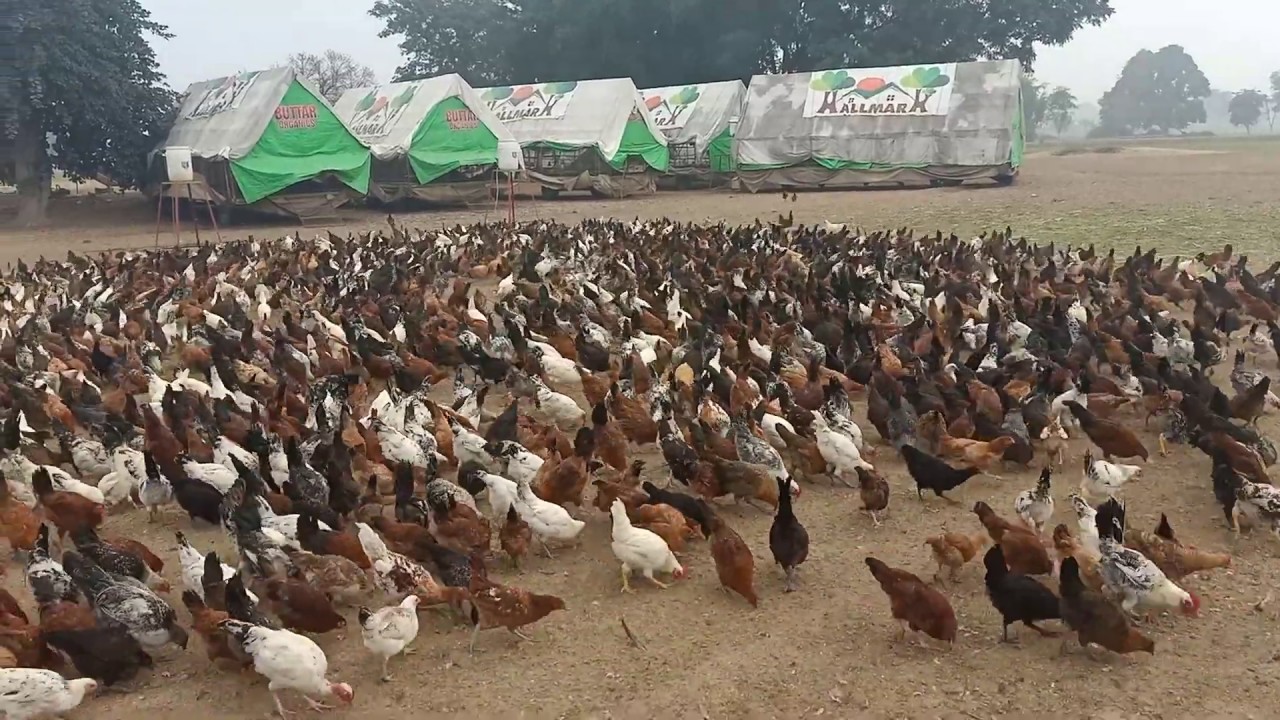 Free range hen farming in Pakistan / move able farm in Pakistan - YouTube