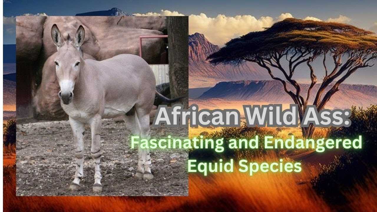 African Wild Ass: Fascinating and Endangered Equid Species #donkey # ...
