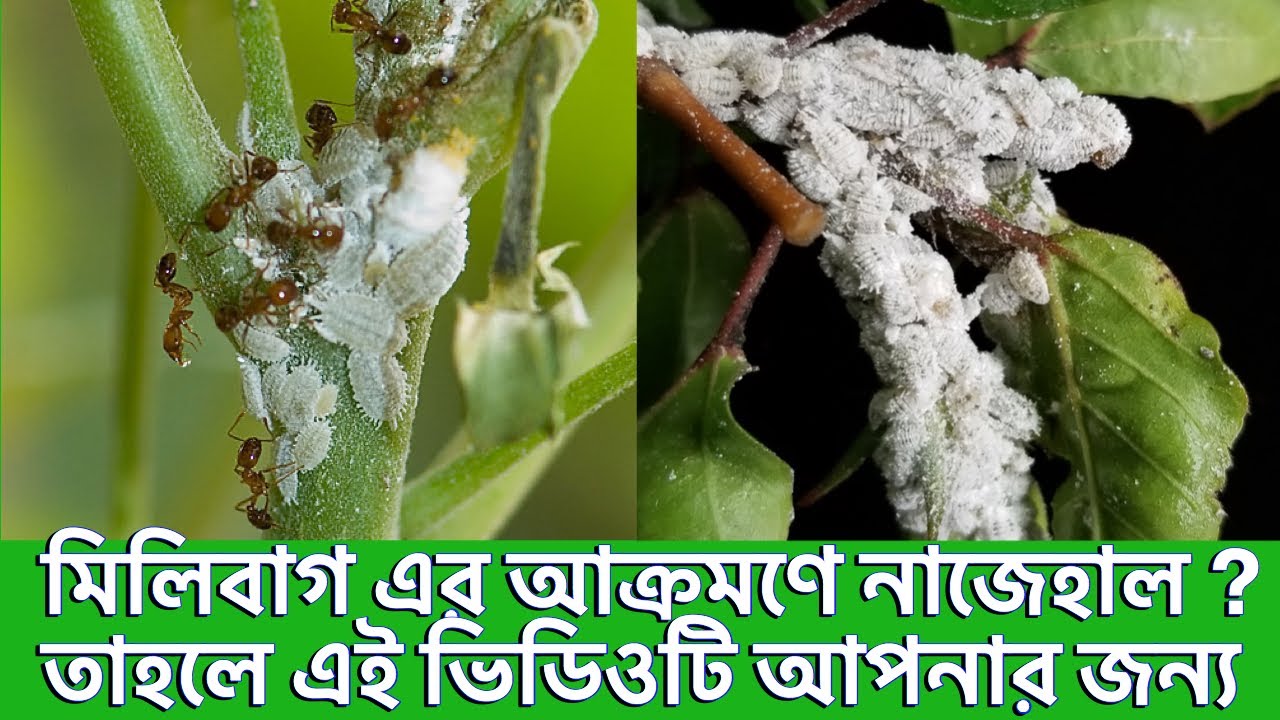 মিলিবাগ দমনের উপায় | Insecticide for mealybugs | Mealybug control ...