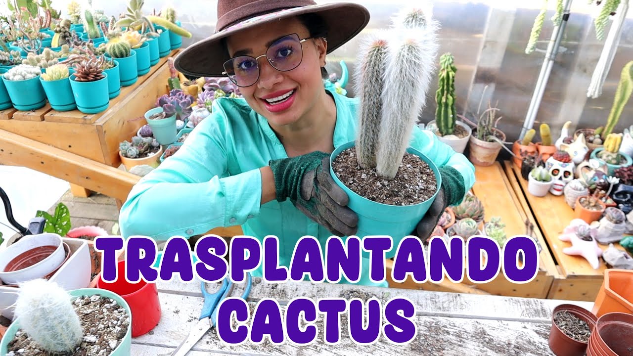 Trasplantando cactus y cómo hacer que florezcan | Candy Bu - YouTube