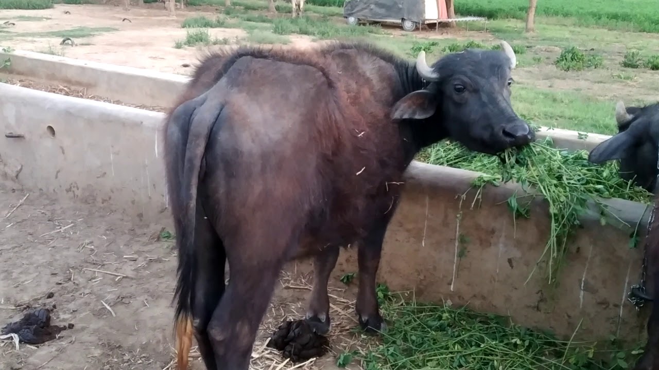 May farm 🐃🐃 banni buffalo - YouTube