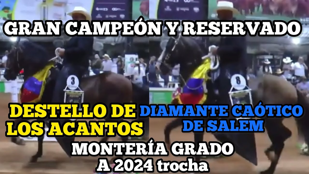 Gran Campeón DESTELLO DE LOS ACANTOS campeón reservado DIAMANTE CAÓTICO ...